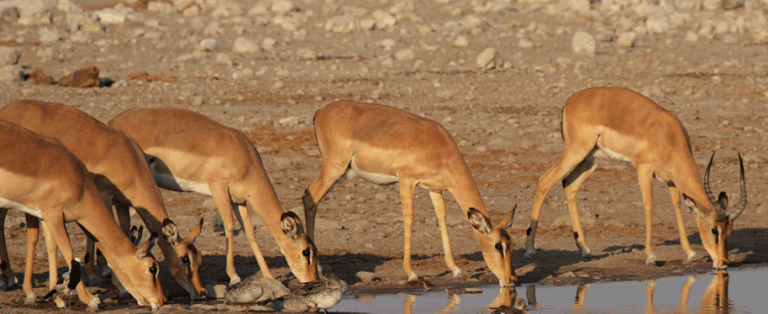 Tala Game Reserve – Durban Safaris
